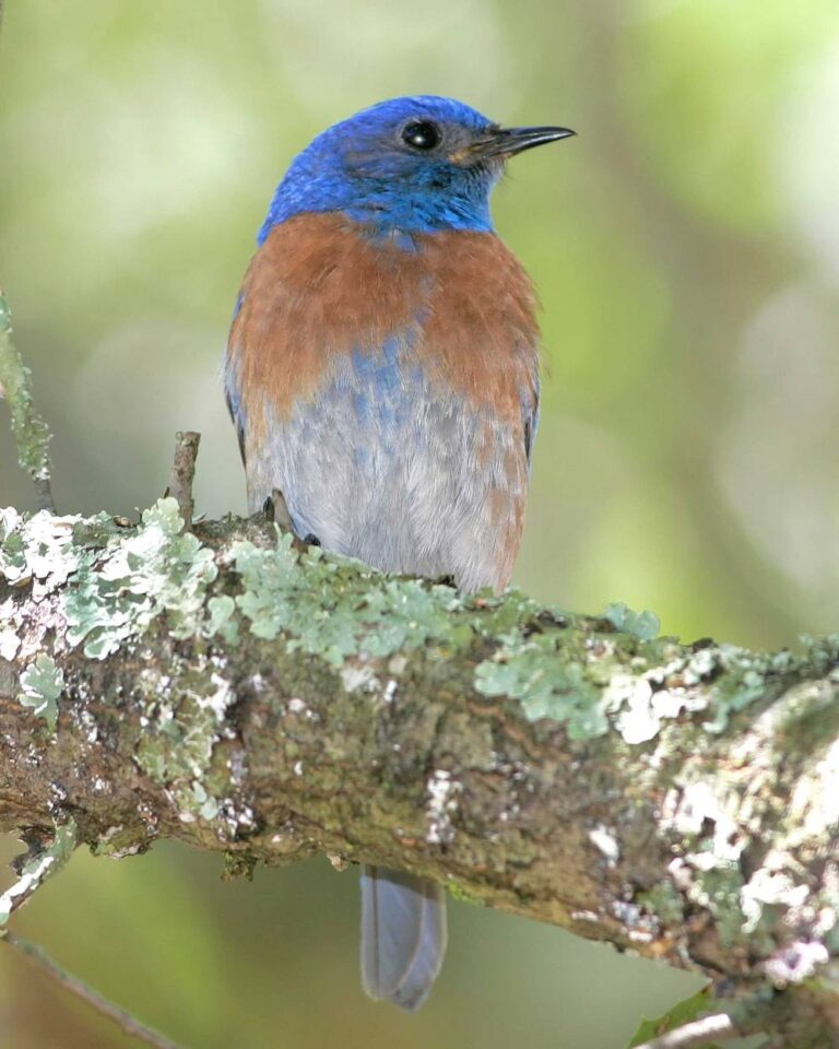 Resources - California Bluebird Recovery Program