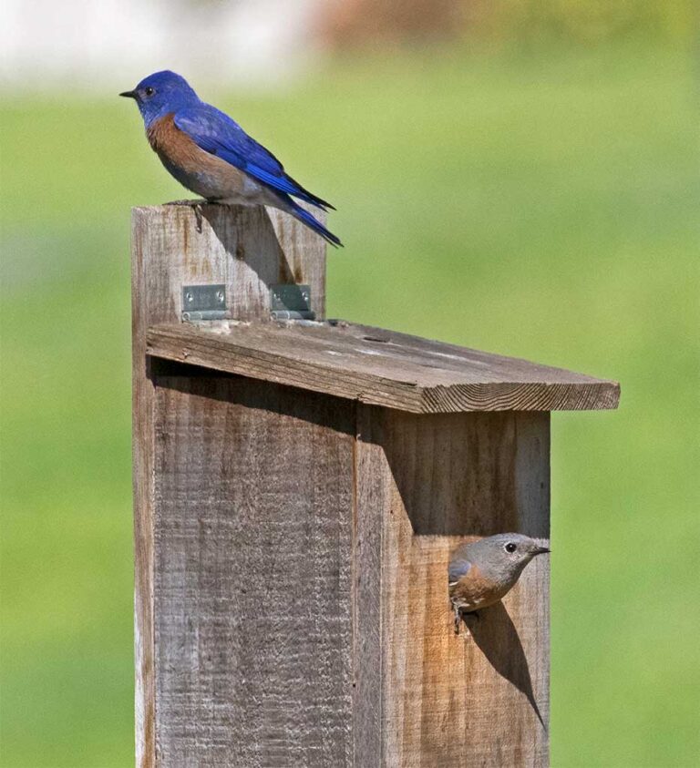 Resources - California Bluebird Recovery Program